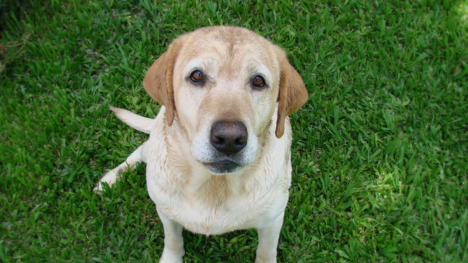 ljubimci, pas, psi, pamćenje, životinje, kućni ljubimci, pamćenje psa