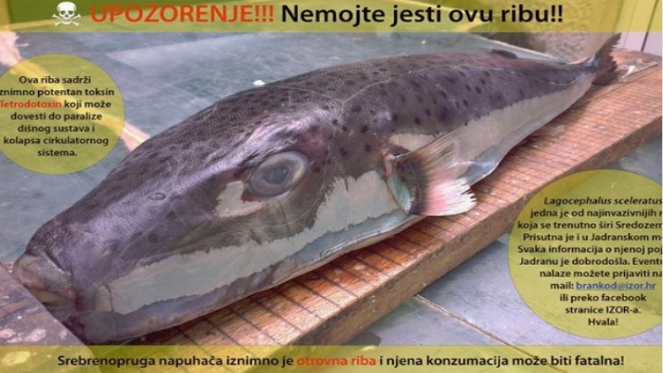 Institut za oceanografiju i ribarstvo upozrava da je srebrenopruga ...
