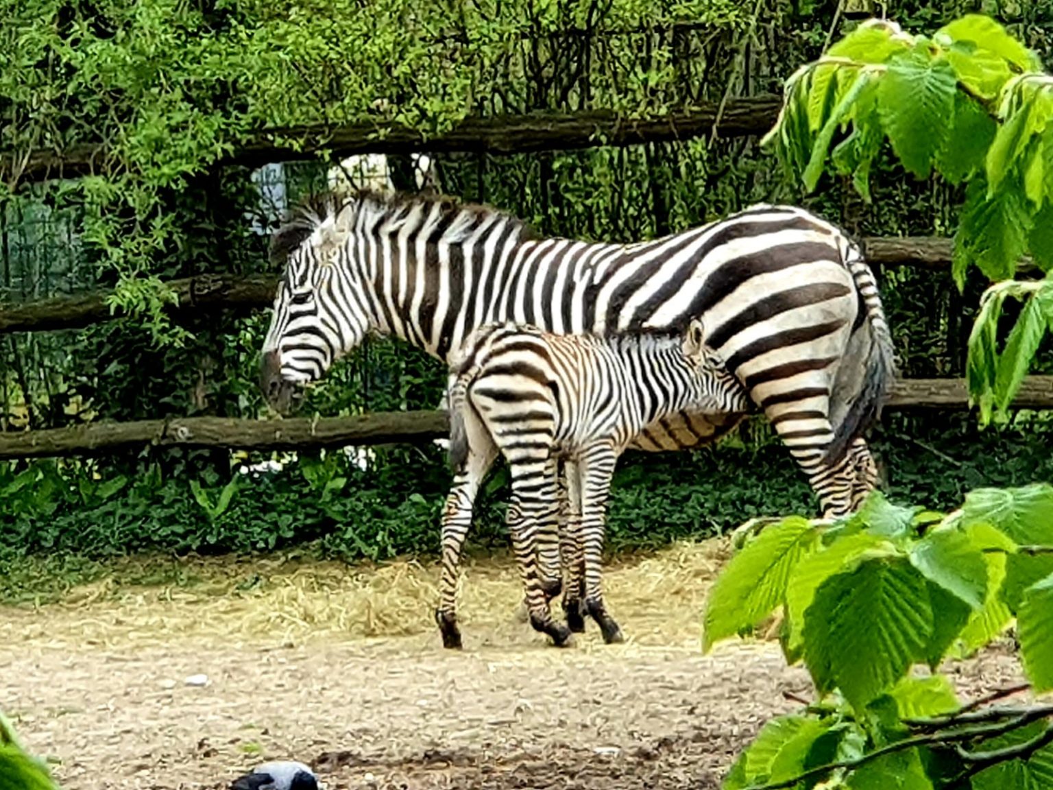 FOTO/VIDEO Zagrebački ZOO dobio prinovu: Zebre Sabina i Gustav dobili ...