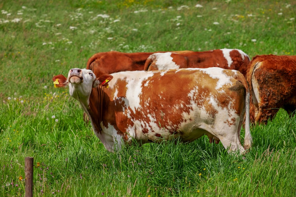EC approves additional 220m kuna in aid to Croatian livestock farmers - N1