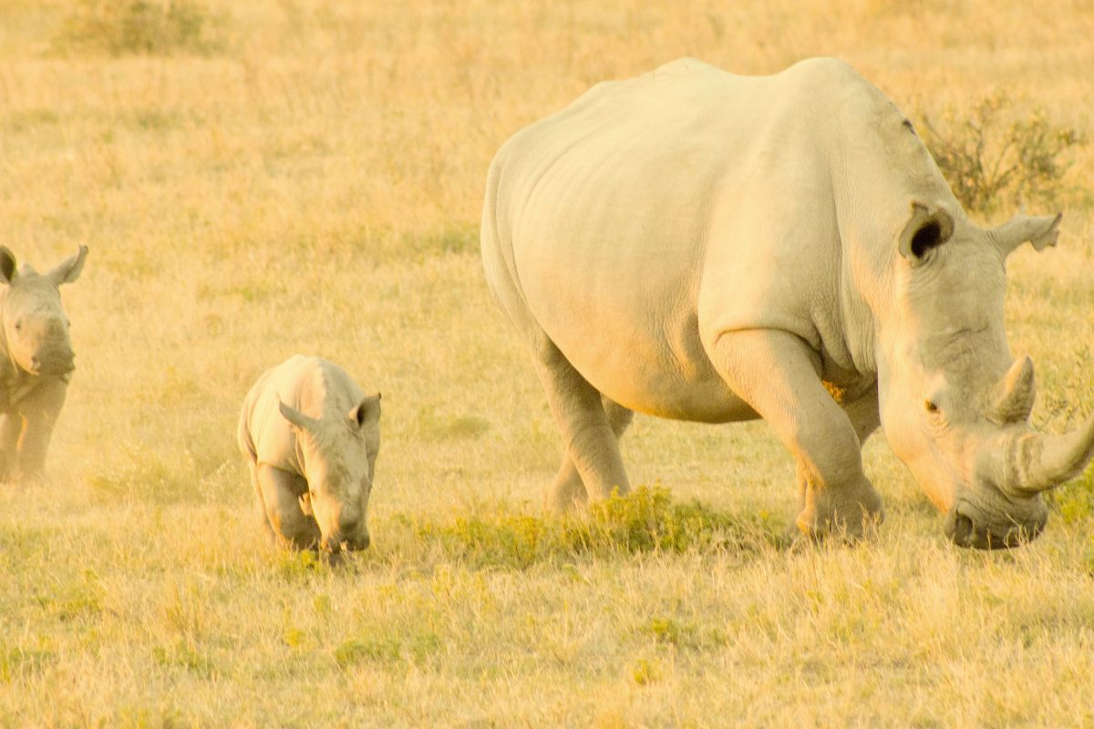 Uginuo najstariji bijeli nosorog na svijetu - N1
