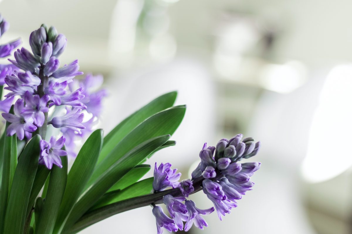 Zumbuli: Kako ih saditi, zalijevati, ali i održati na životu? - N1