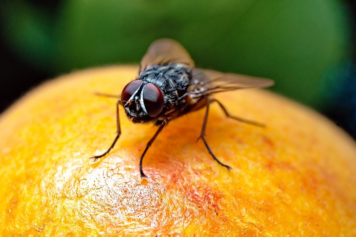 Kako se riješiti muha iz doma? Ovo su prirodni načini za pomoć - N1