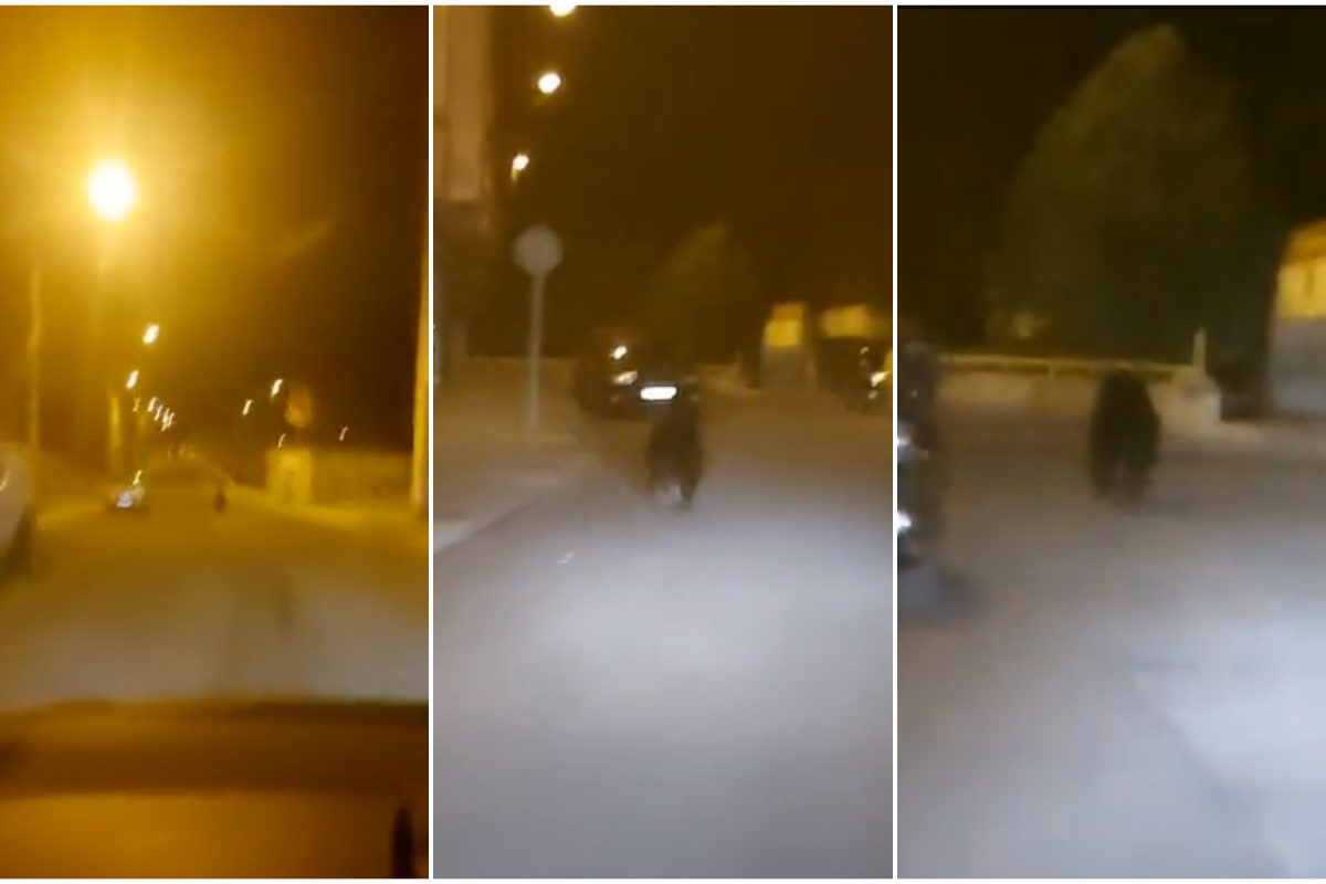 VIDEO Policajci po centru grada lovili zalutalog medvjeda - N1