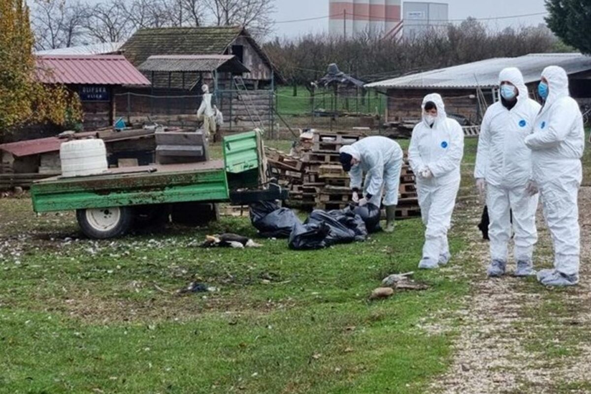 FOTO U kući u Dalmaciji pronađena ilegalna klaonica - N1