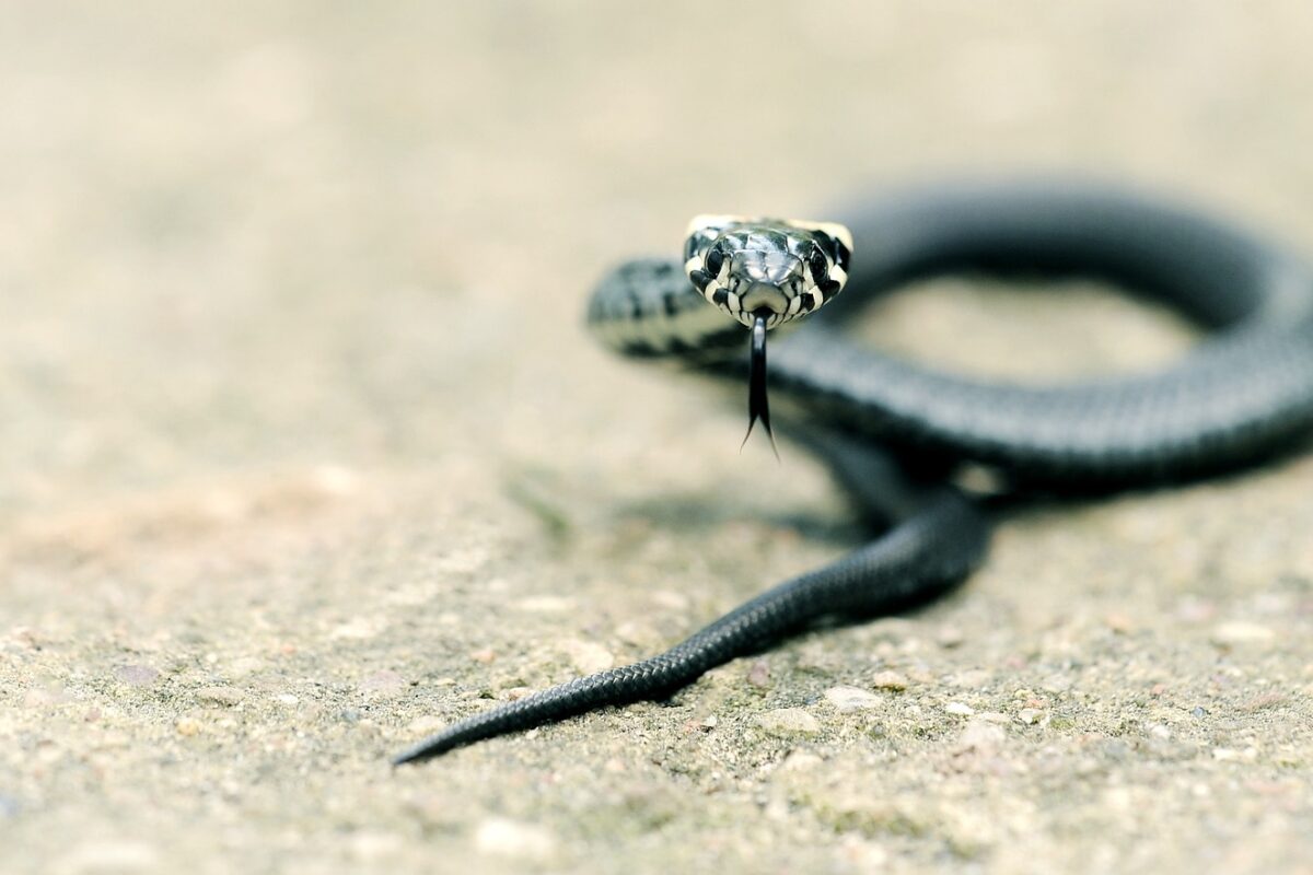 Iz vrta izvukli više od stotinu zmija: "Bilo je zastrašujuće"