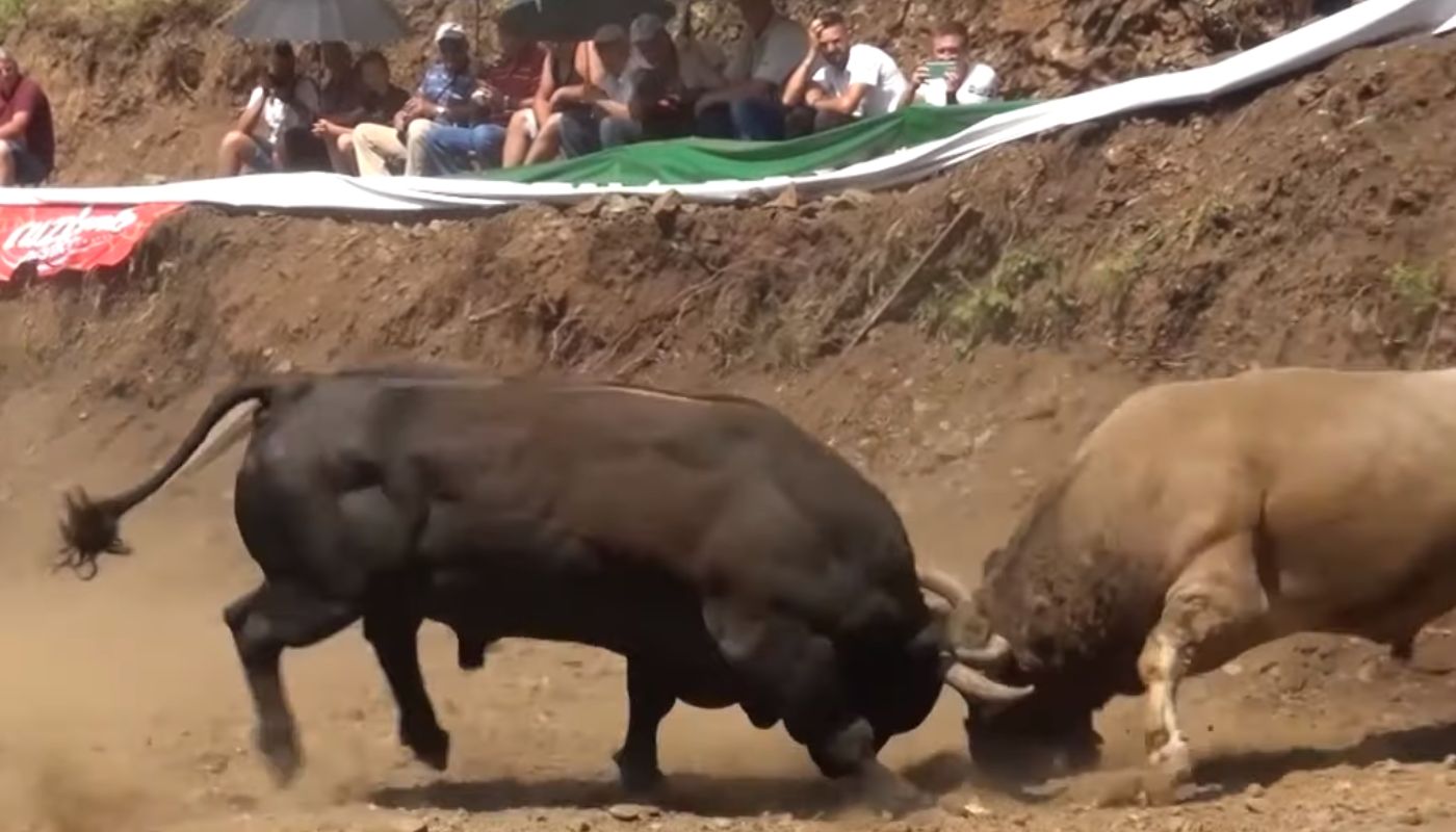 VIDEO | U BiH se gradi moderna arena za borbu bikova - N1