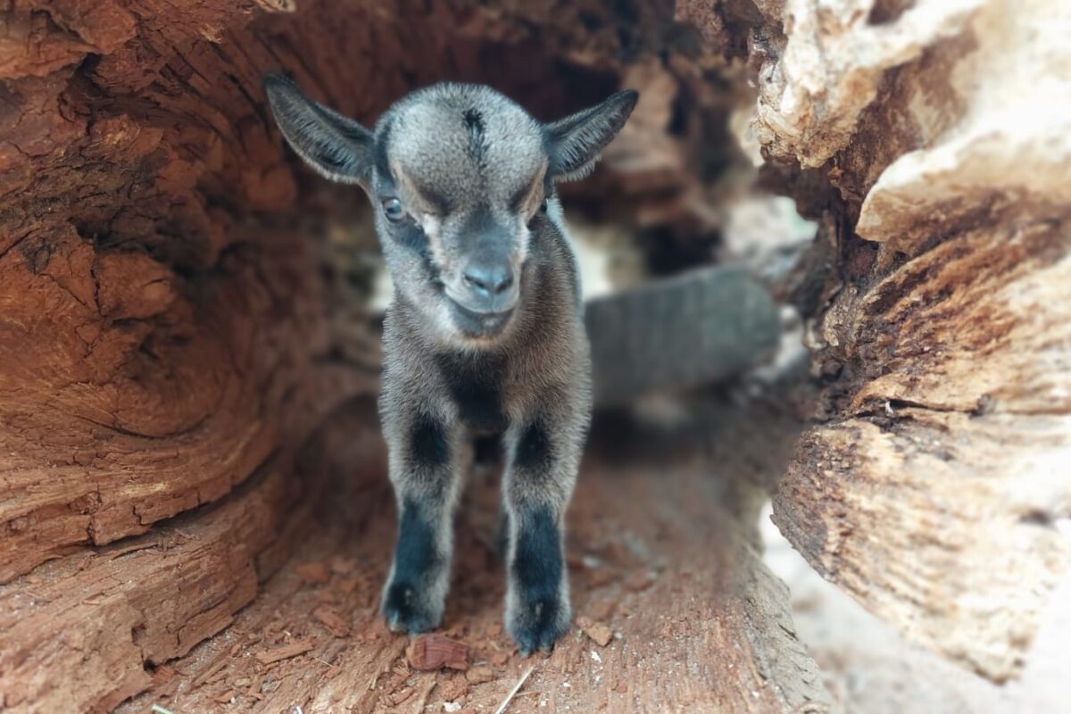 FOTO Patuljasta koza Elena postala je mama, pogledajte preslatkog ...
