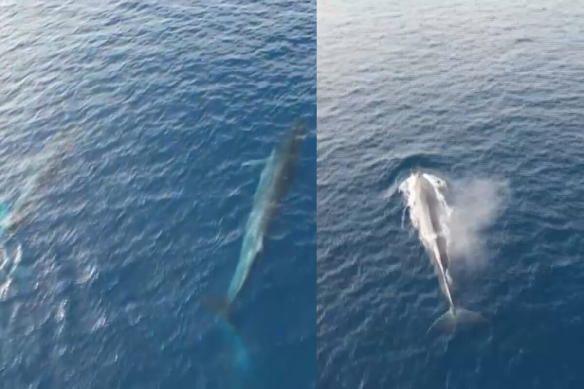 Stručnjak o kitovima kod Visa: "Veliki kit u Jadranu nije zalutala ...