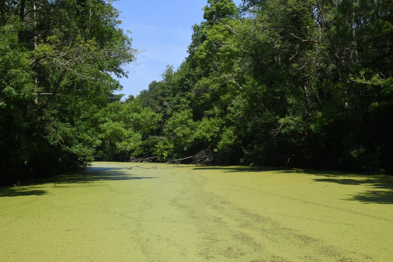 Ovo je HGSS-ov pas koji je spasio život čovjeku u Lonjskom Polju - N1