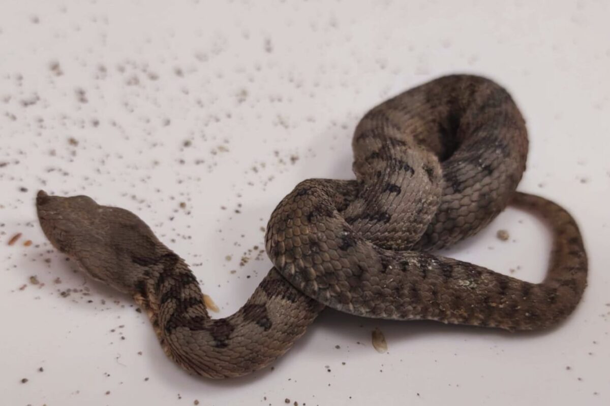 Poskok došao do kuće: "Ovo nam je drugi i bit će ih još..." - N1