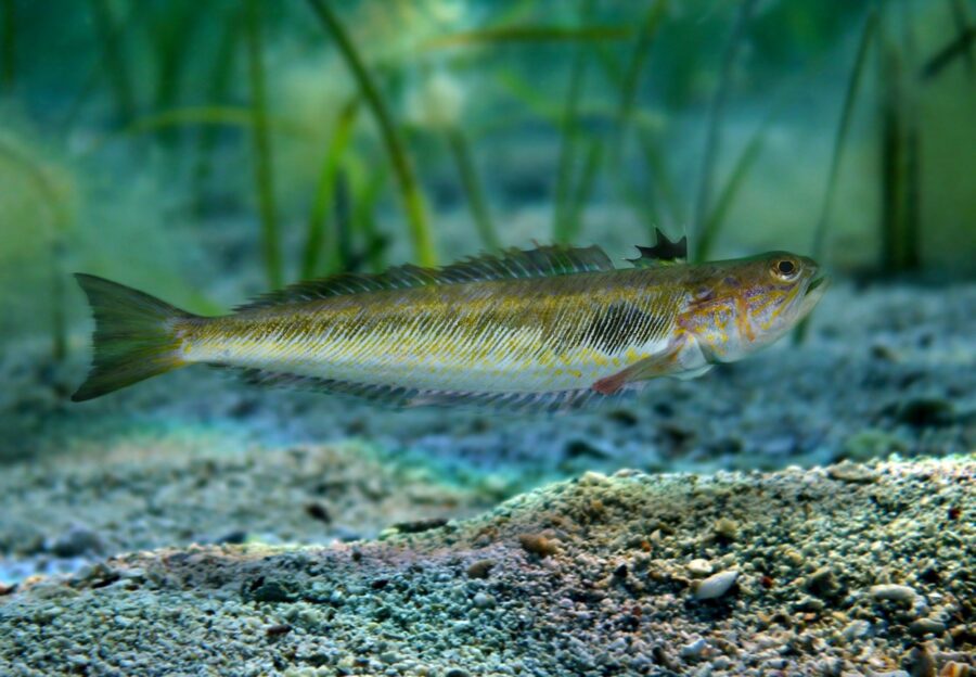 Ovo je najotrovnija riba Jadrana: Susret s njom može biti opasan - N1