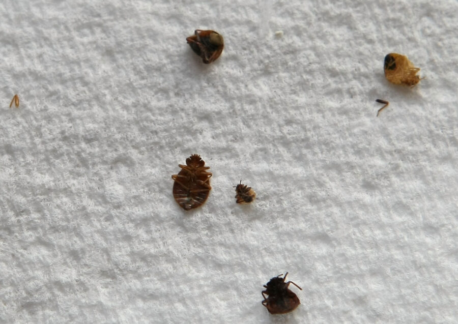 Kako provjeriti imate li stjenice u domu?