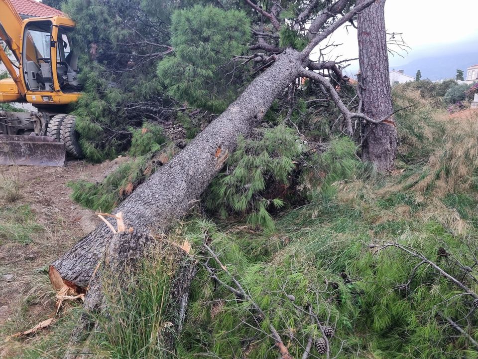 Splićani se danima borili za veliko stablo bora, jutros rano ga netko ...
