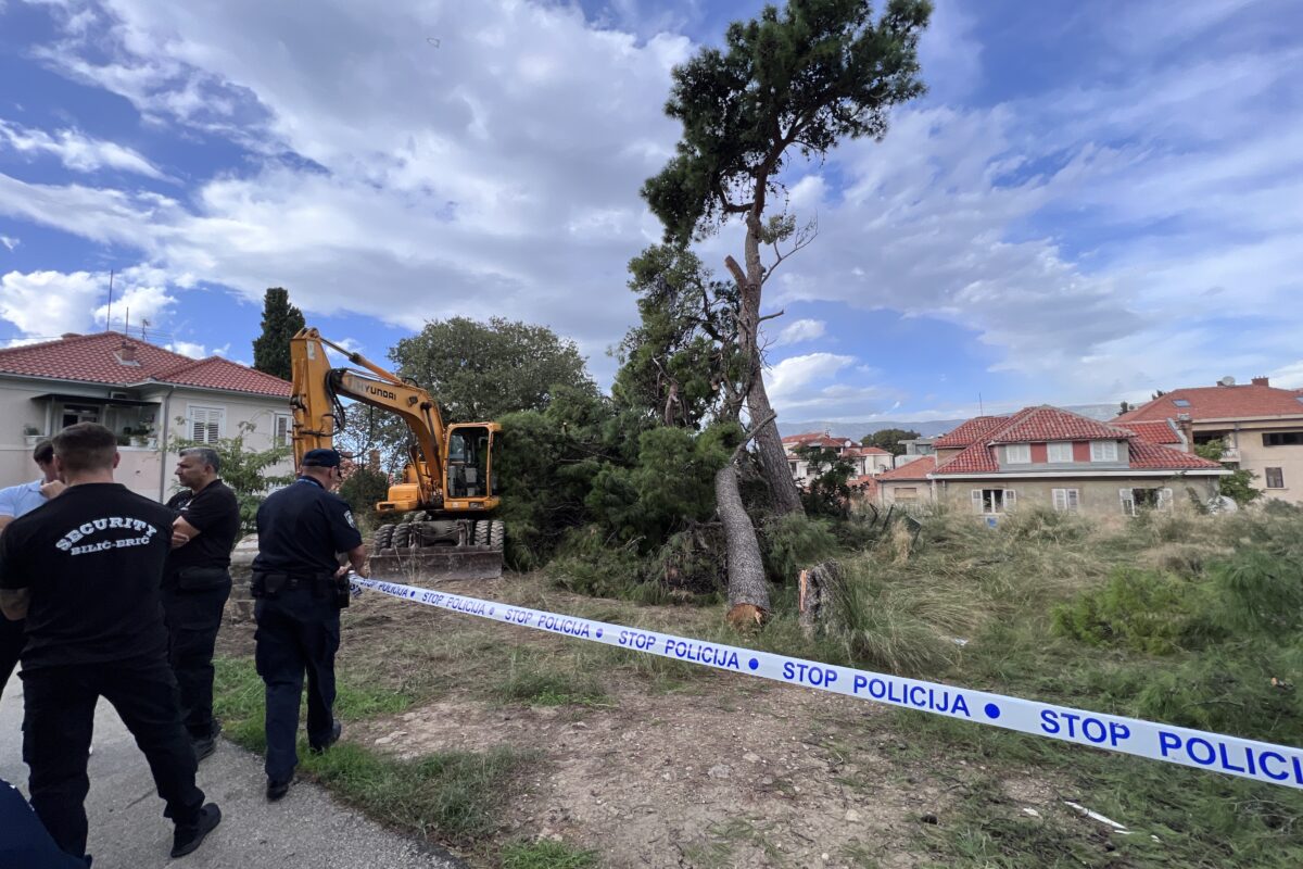 Splitska policija čuva stablo: "Svaka čast, uvijek sam na strani stabla ...