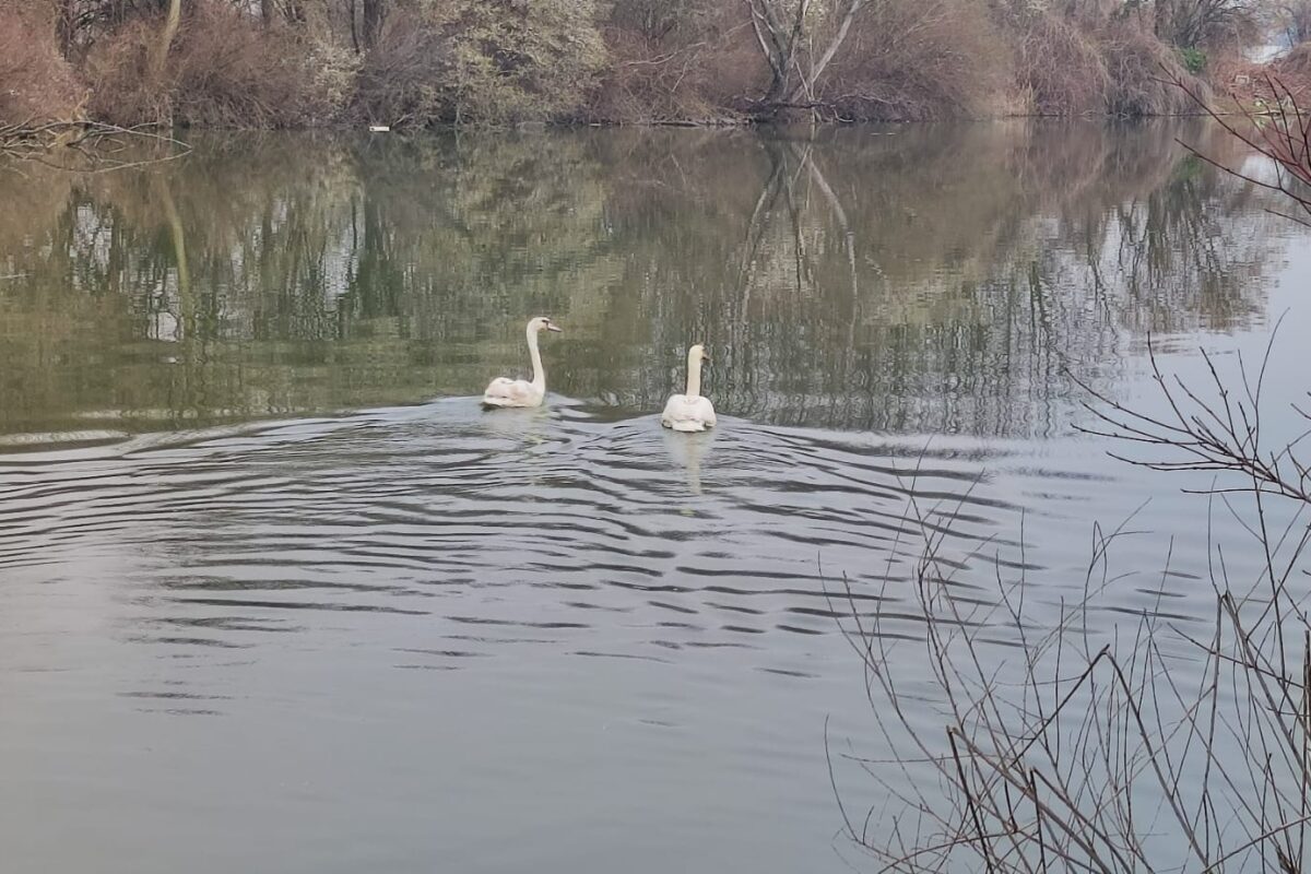 FOTO, VIDEO/ Ozlijeđeni labudovi slučajno se sreli kod veterinara i ...