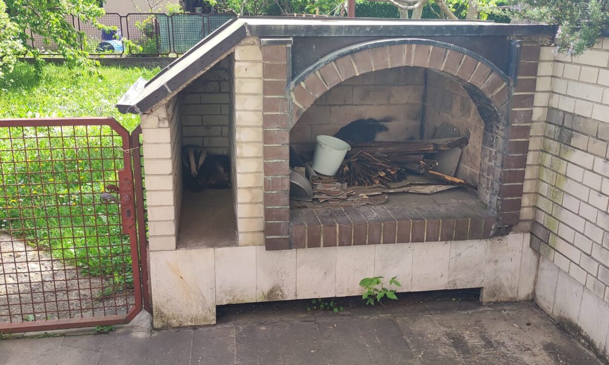 FOTO / Jazavac zalutao u zagrebački kvart, pogledajte gdje je odlučio ...