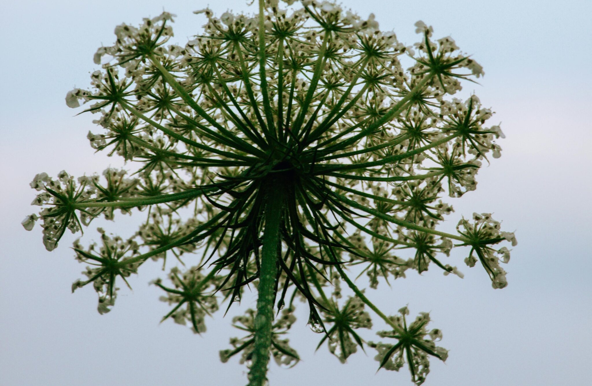 Ove biljke pod hitno morate maknuti iz svog vrta! - N1