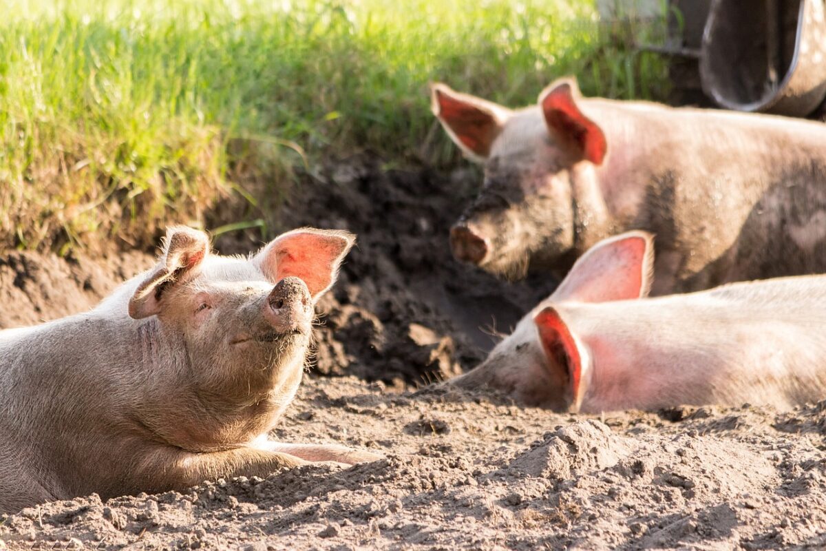 NGO against domestic slaughter of pigs: A brutal tradition that must be ...