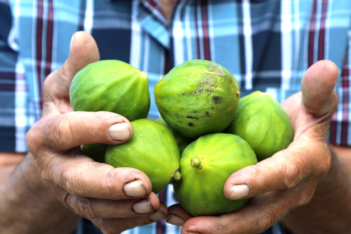 Kila smokava na tržnici iznosi 20 eura
