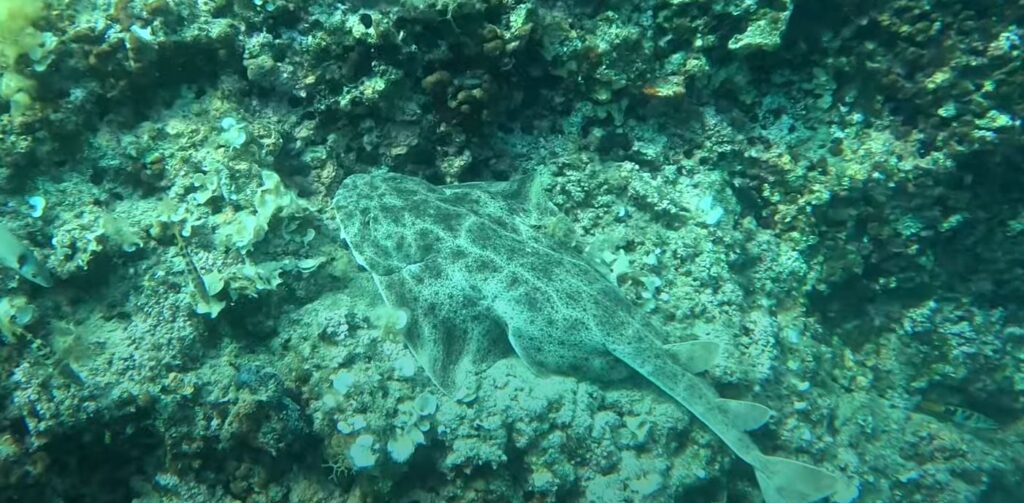 U Jadranu snimljena gotovo izumrla vrsta morskih pasa