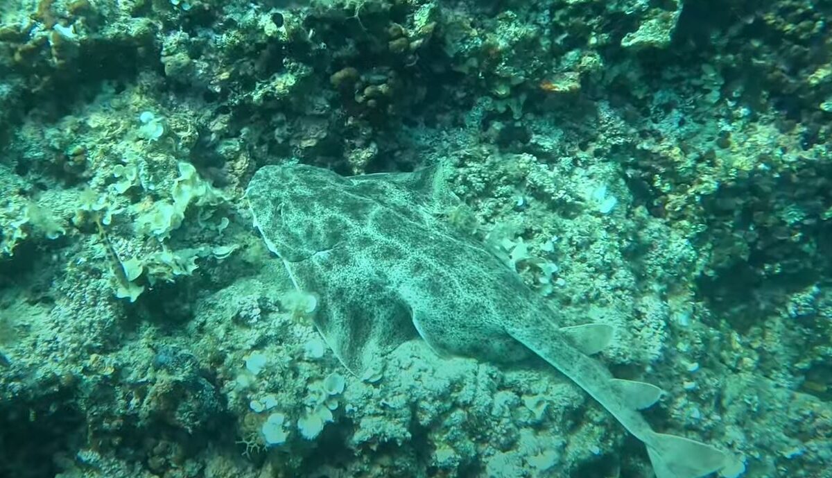 U Jadranu snimljena gotovo izumrla vrsta morskih pasa