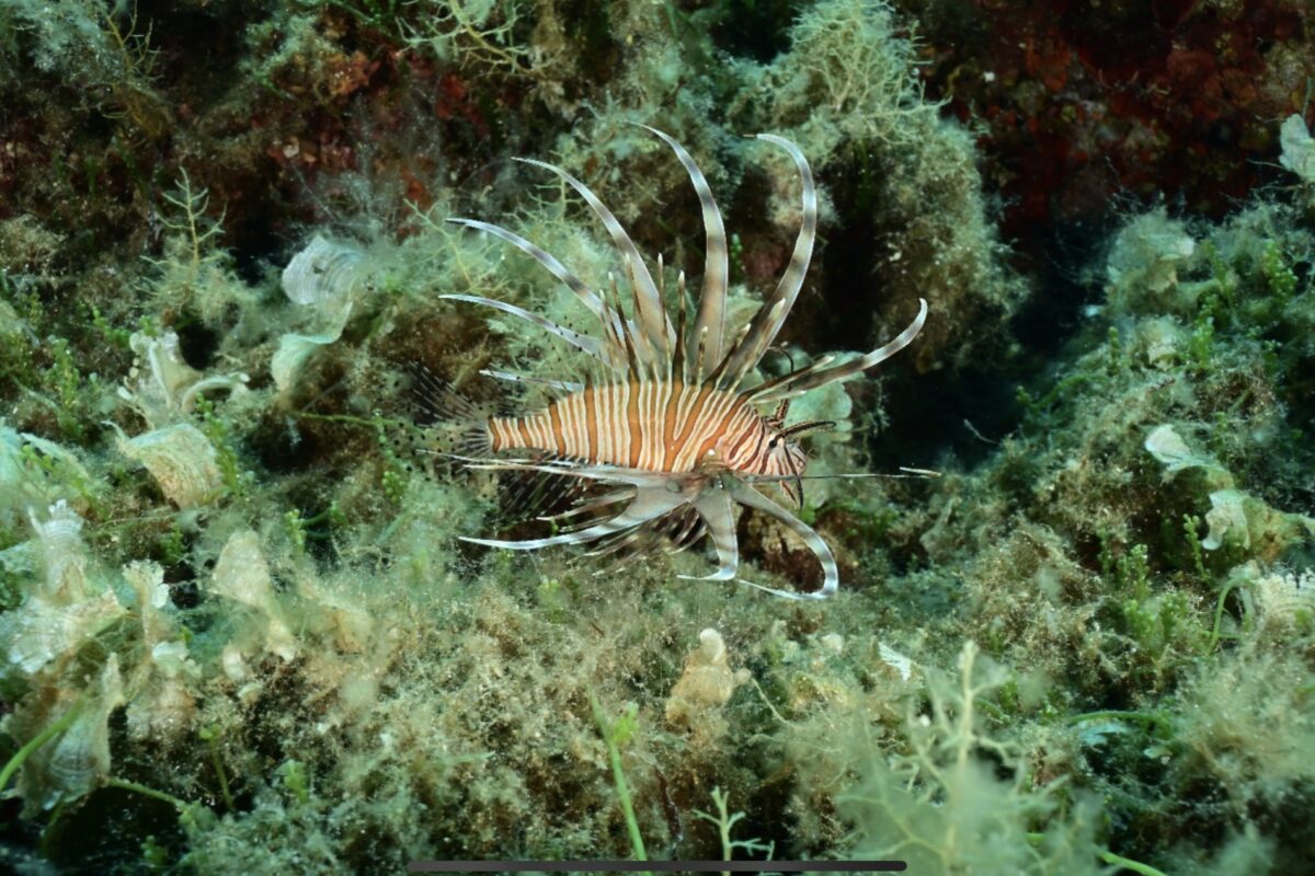 Invasive lionfish sighted in Mljet National Park: A growing threat to ...